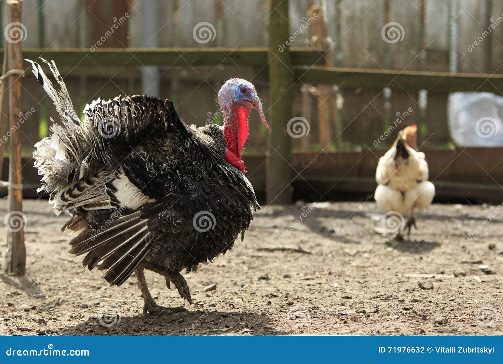 Turkey Walks in the Yard stock photo. Image of courtyard - 71976632