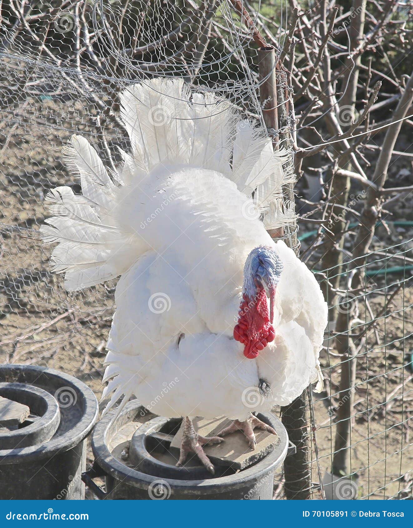 Turkey stock image. Image of long, wattle, feathered - 70105891