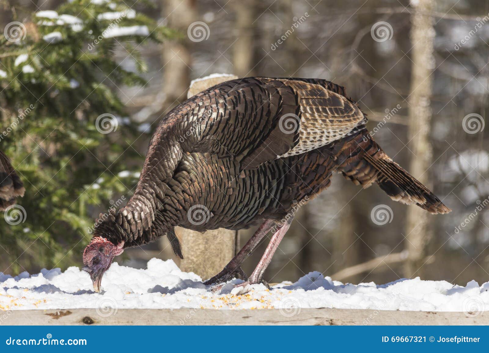 A turkey in a winter scene stock image. Image of female - 69667321