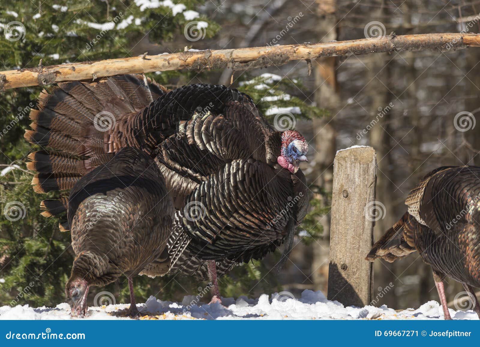 A turkey in a winter scene stock image. Image of background - 69667271