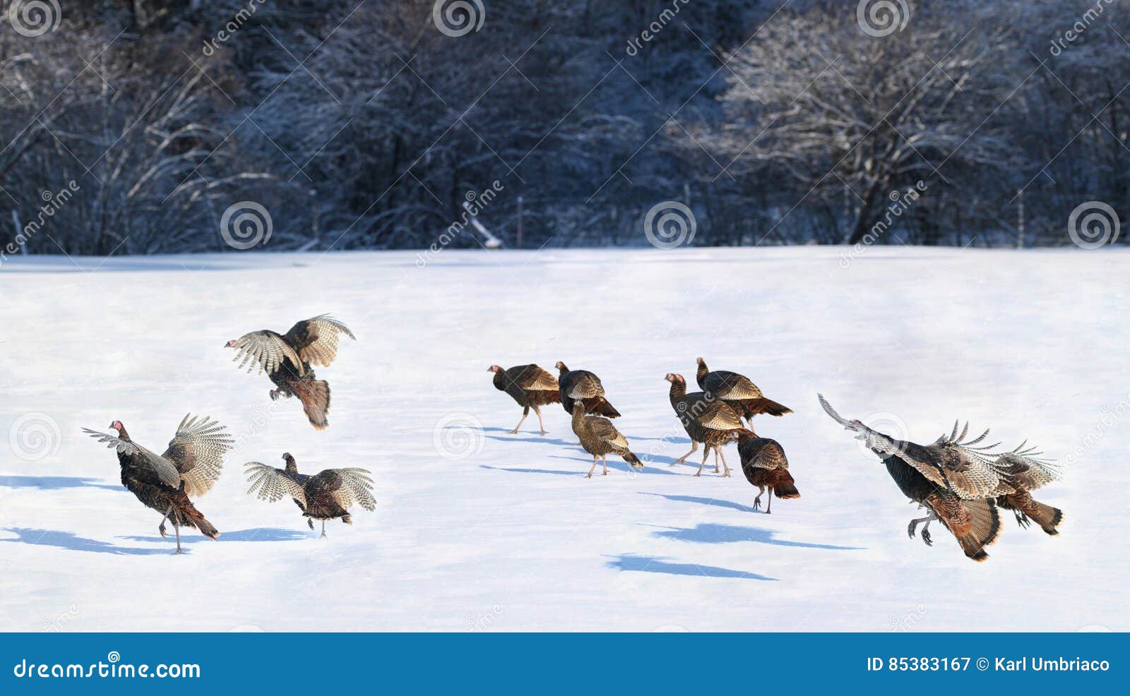 Turkey during winter stock image. Image of nature, field - 85383167
