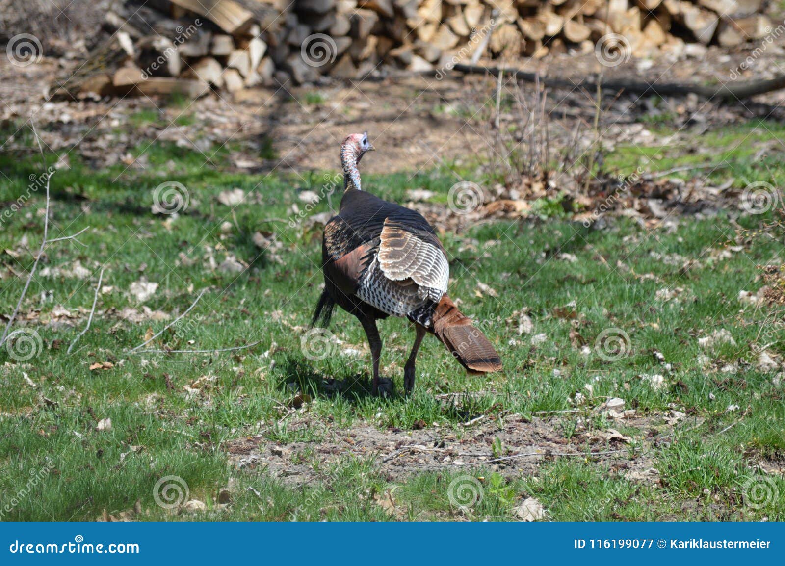 Turkey in the yard stock image. Image of center, spring - 116199077