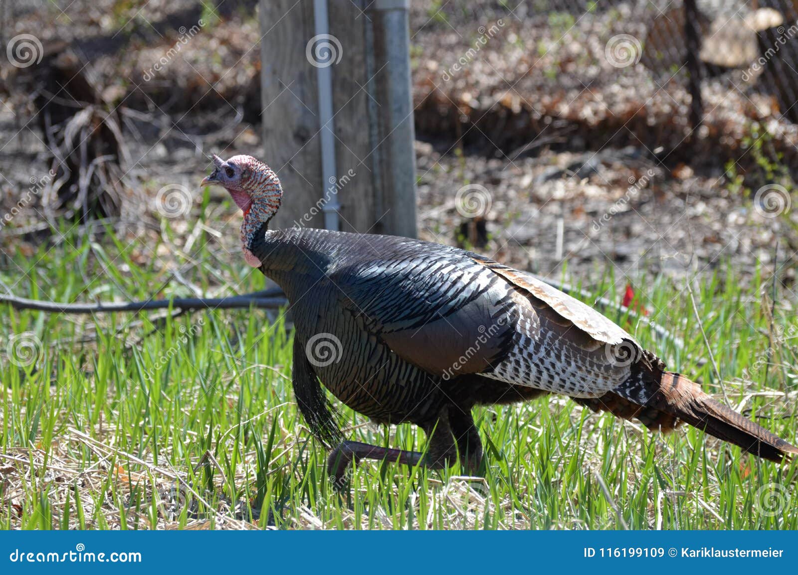 Turkey in the yard stock image. Image of eyes, side - 116199109