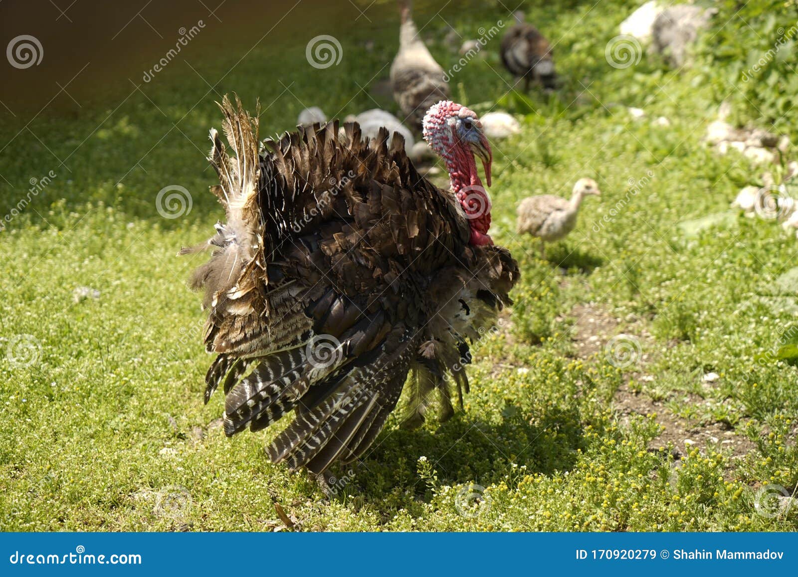 Turkey in a Yard at the Countryside Stock Image - Image of environment ...