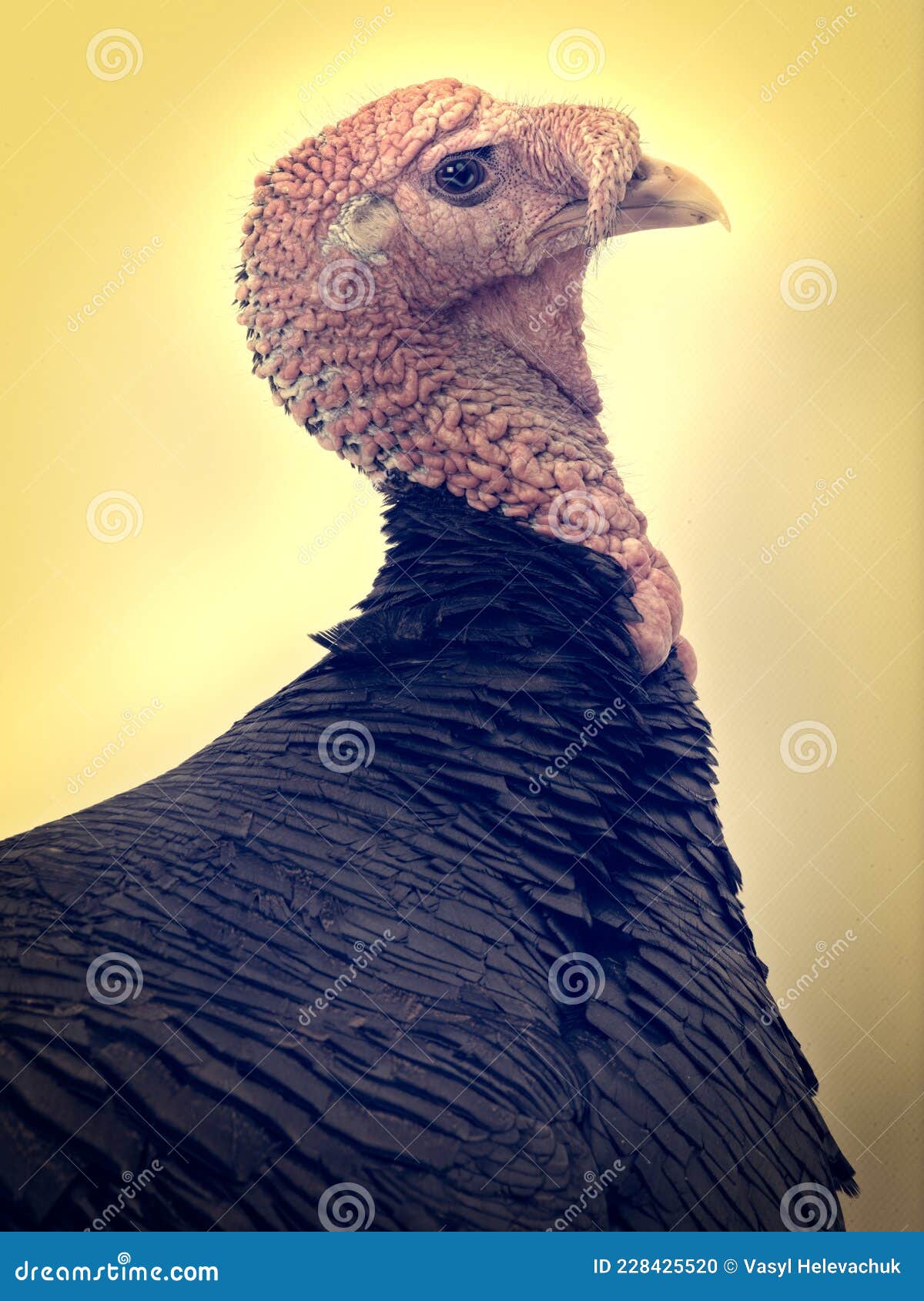 Turkey on Yellow Background Stock Photo - Image of abstract, symbol ...