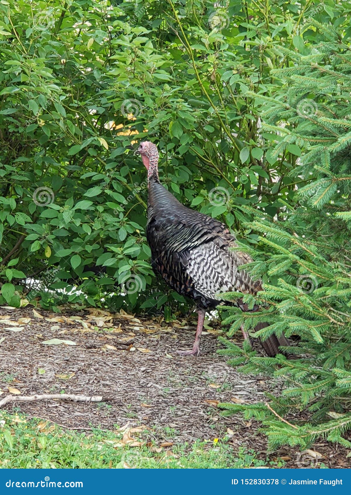 Turkey at the zoo stock photo. Image of wild, bush, bird - 152830378
