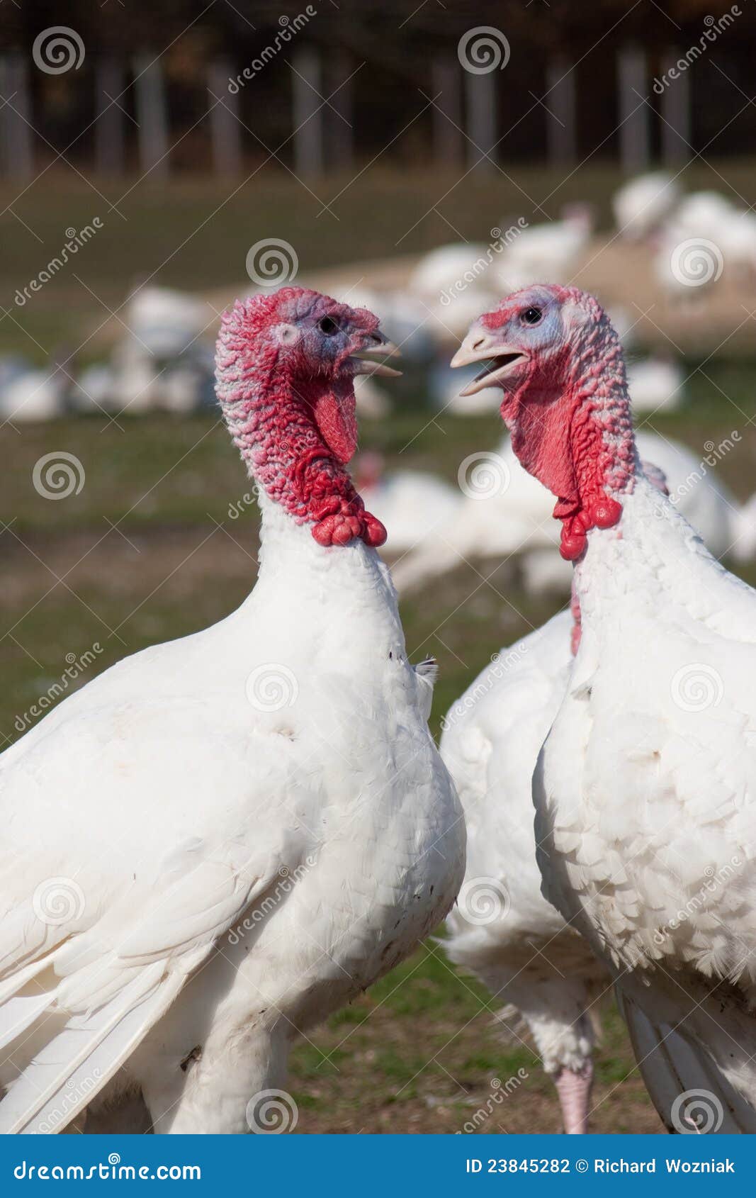Turkeys stock photo. Image of beak, white, holiday, feather - 23845282