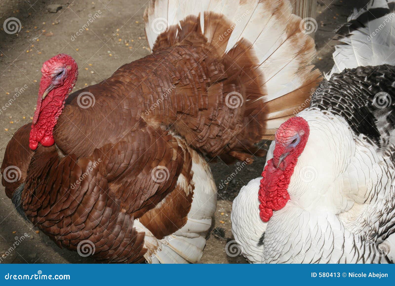 Turkeys Standing Side Stock Photos - Free & Royalty-Free Stock Photos ...
