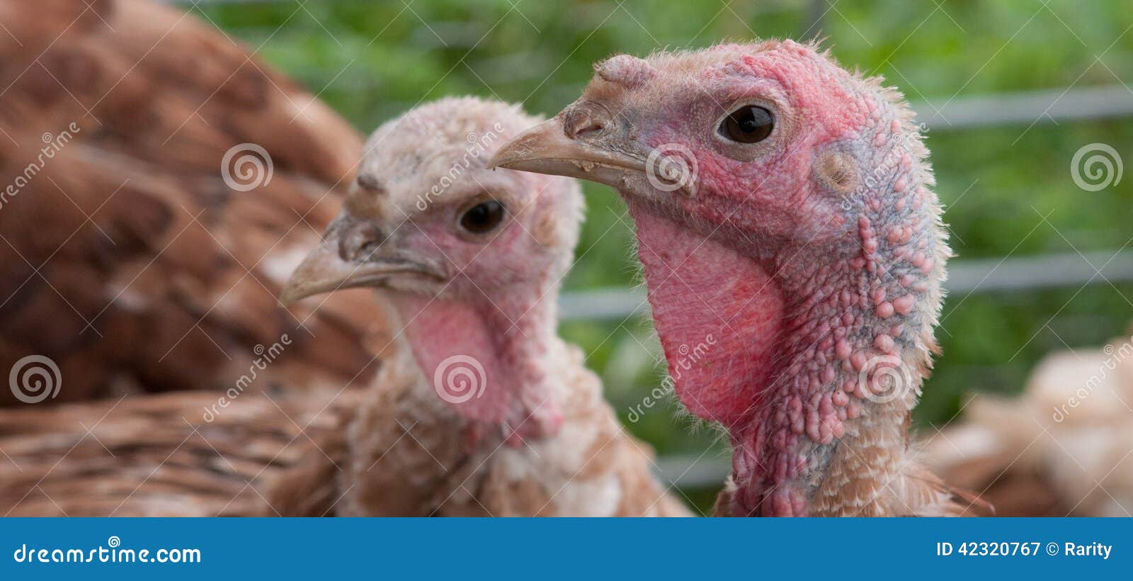 Turkeys stock image. Image of broiler, birds, farm, agriculture - 42320767