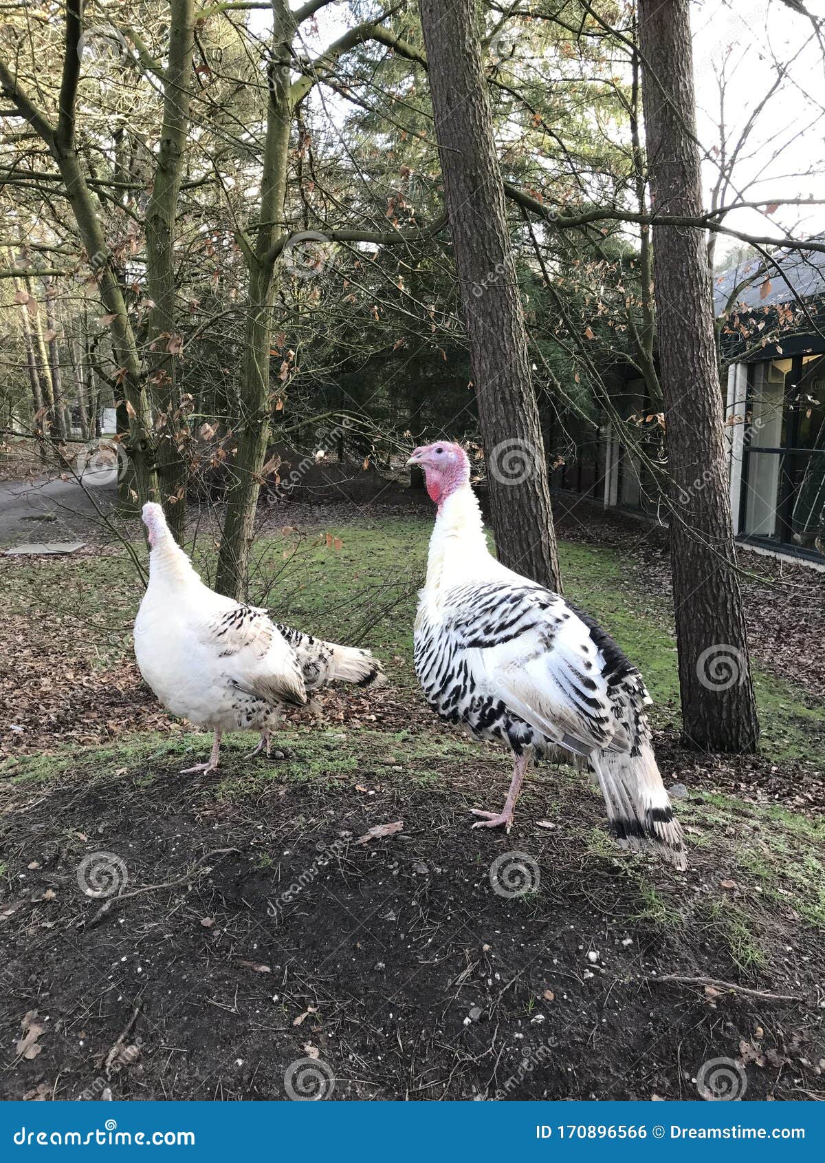 Turkeys stock photo. Image of tail, farm, dinner, bird - 170896566