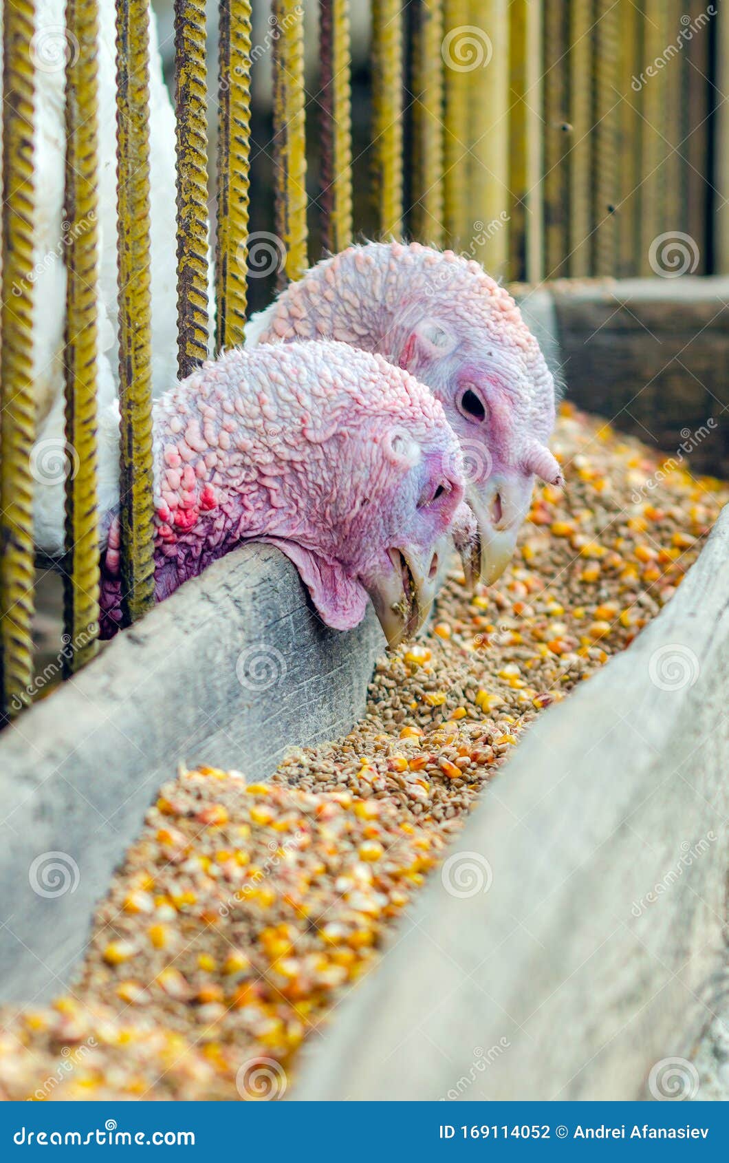 Turkeys Eat Grain in a Poultry Farm Stock Photo - Image of bird, rural ...
