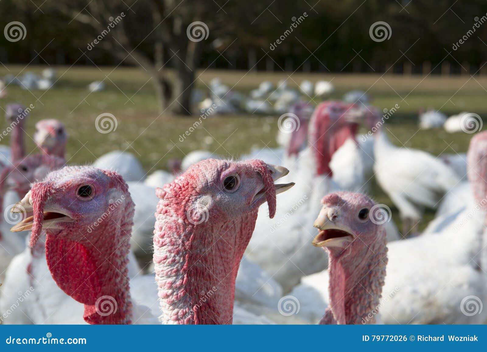 Turkeys stock photo. Image of food, domestic, meat, comical - 79772026