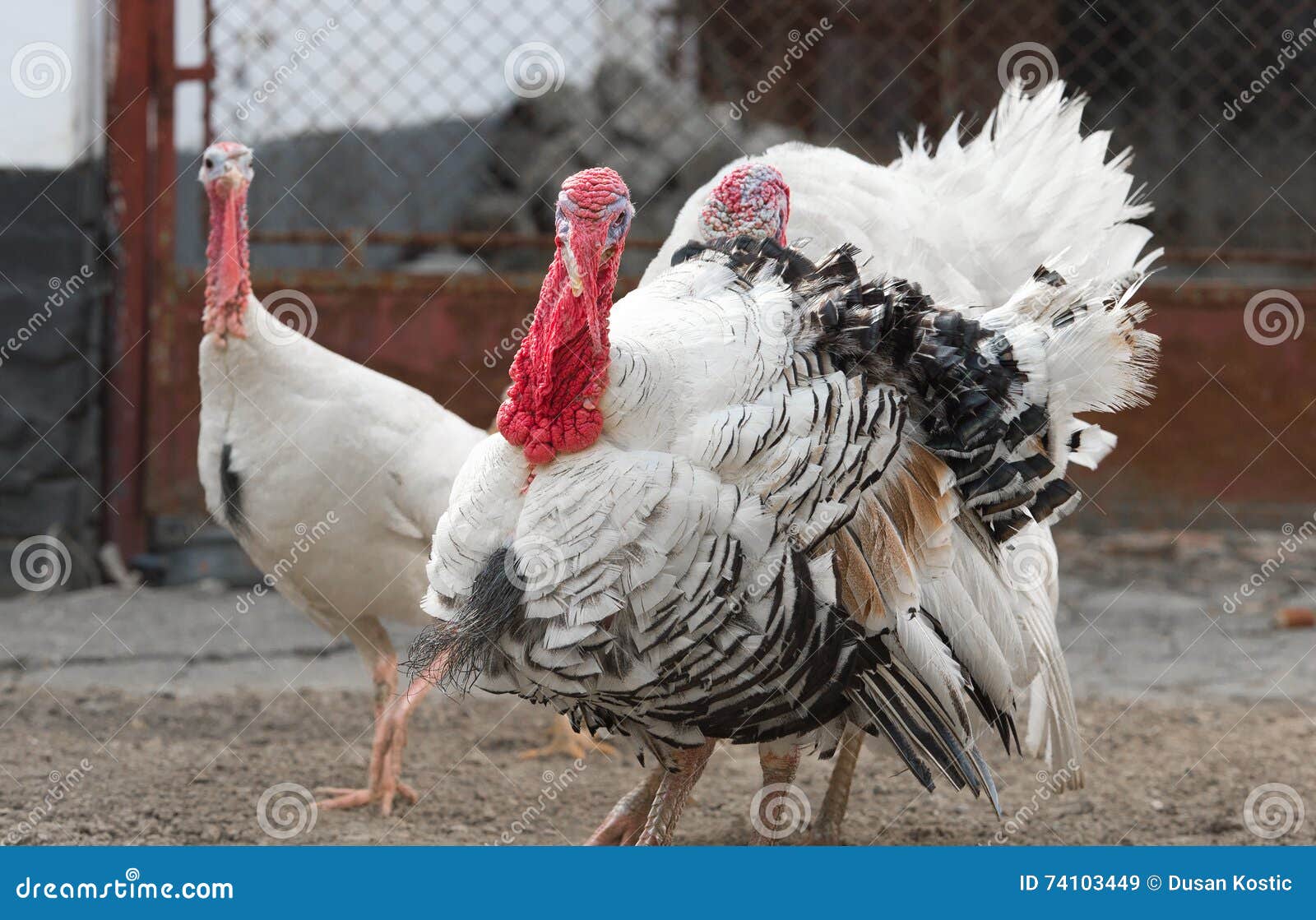 Turkeys on farm stock image. Image of livestock, neck - 74103449