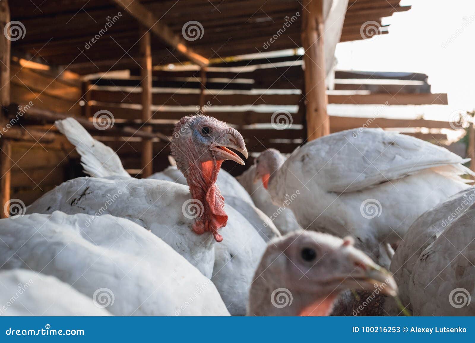 Turkeys on the farm yard stock image. Image of animal - 100216253