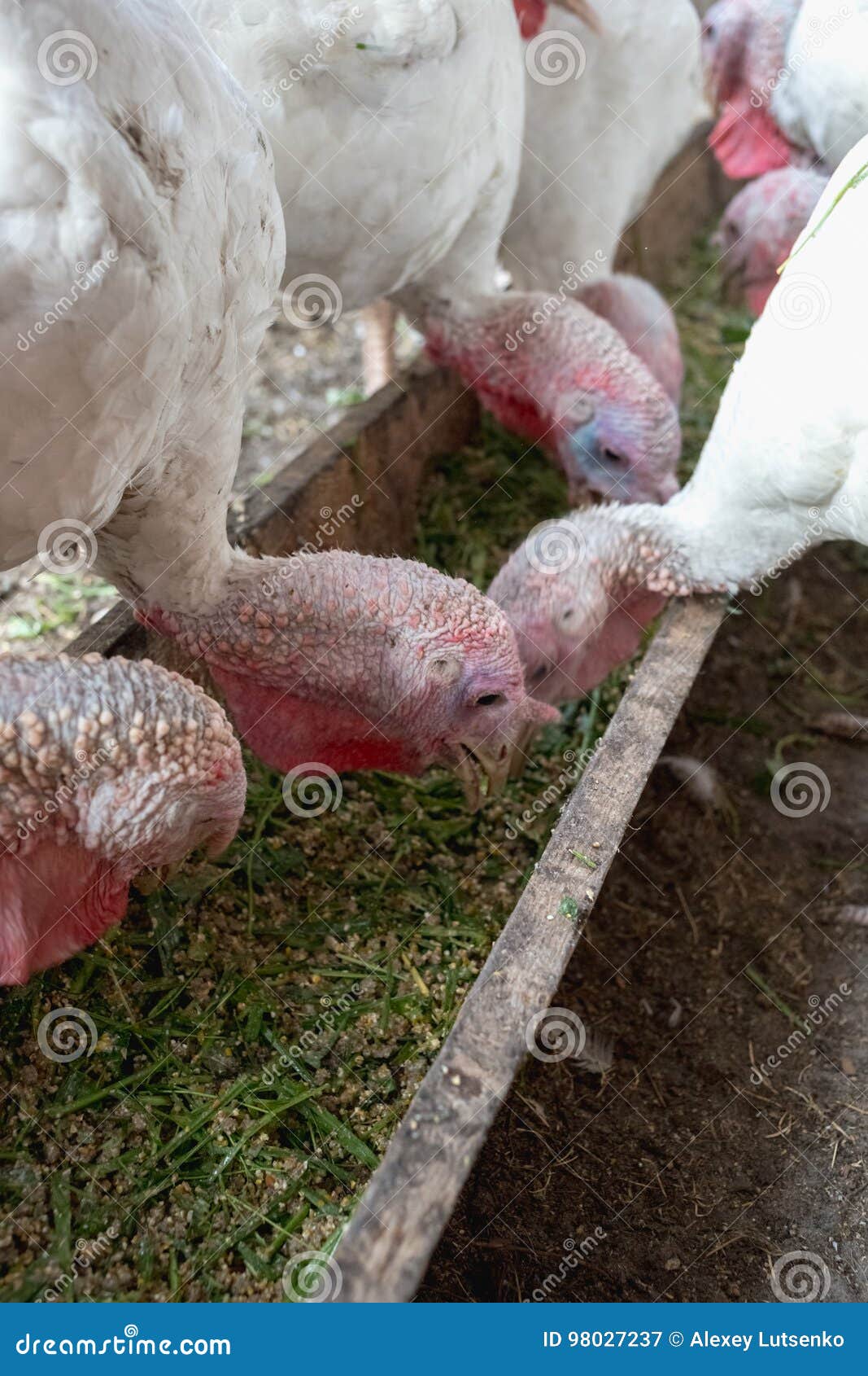 Turkeys on the farm yard stock image. Image of crest - 98027237