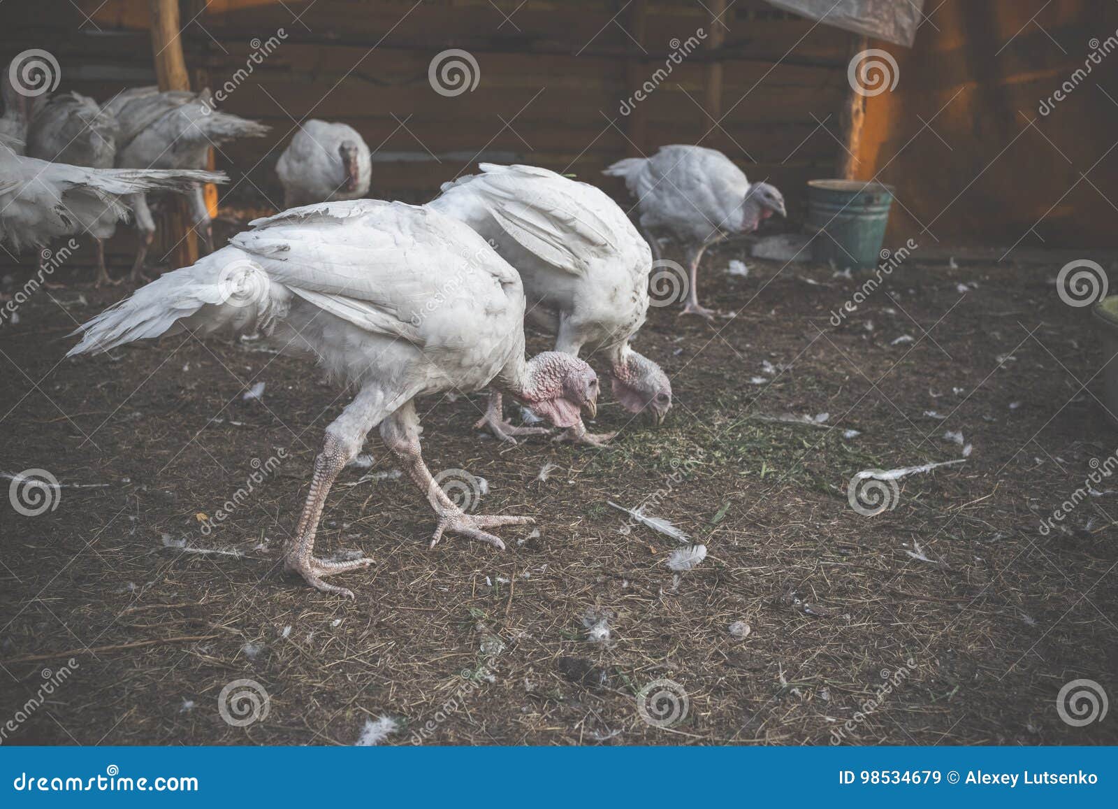 Turkeys on the farm yard stock image. Image of care, feather - 98534679