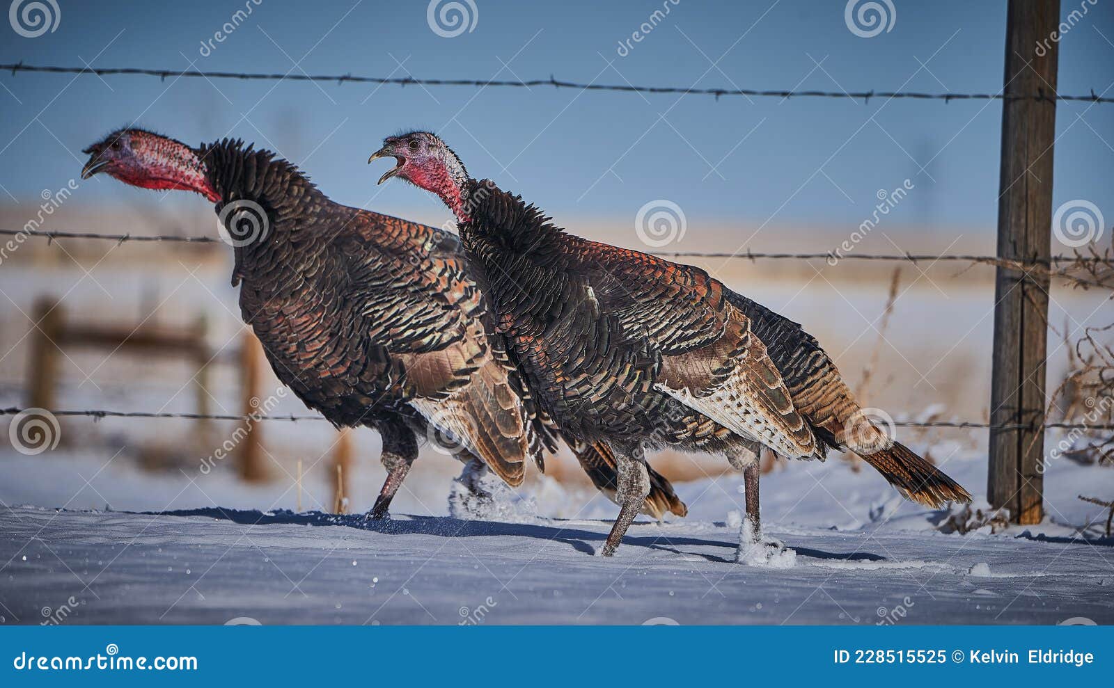 Turkeys On The Fence Line Royalty-Free Stock Photography ...