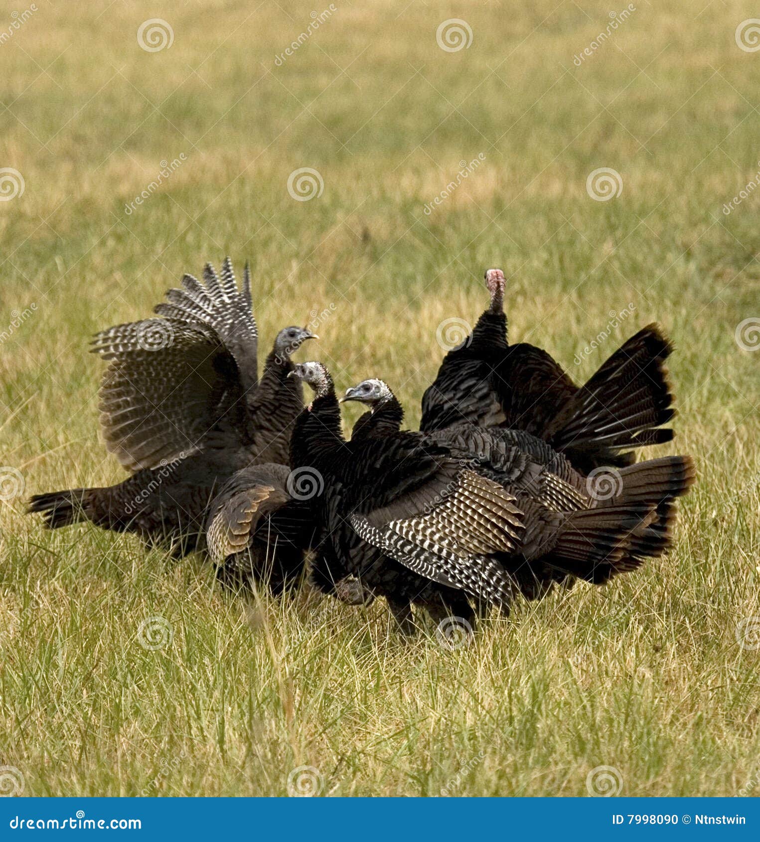 Turkeys in a field stock photo. Image of grassy, habitat - 7998090