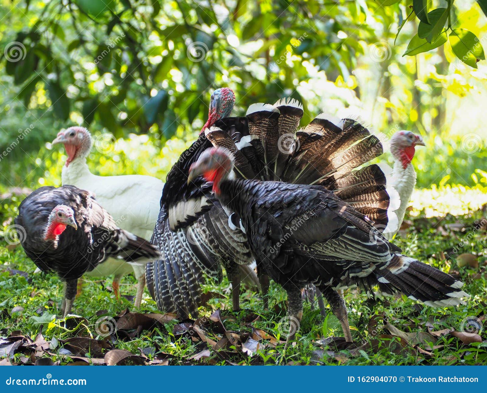Turkeys in the forest stock photo. Image of turkeys - 162904070