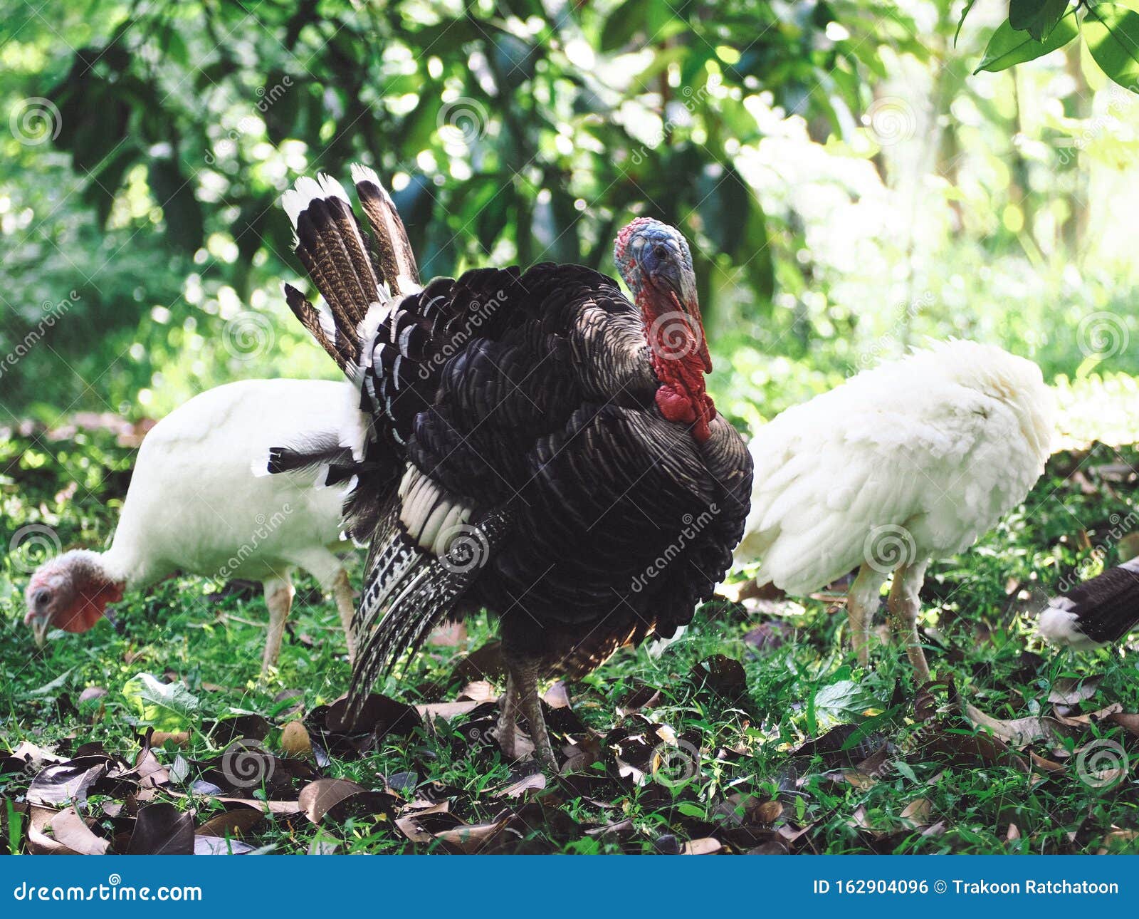 Turkeys in the forest stock photo. Image of turkeys - 162904096
