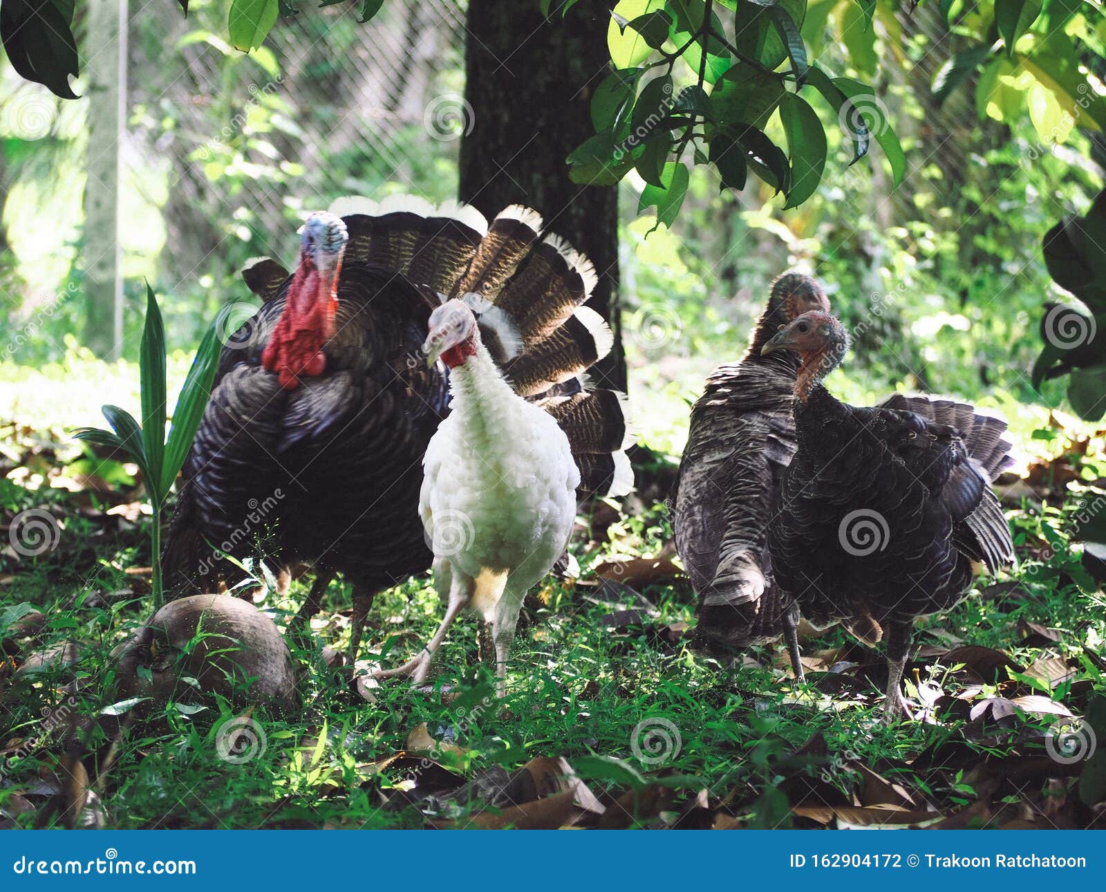 Turkeys in the forest stock photo. Image of chicken - 162904172
