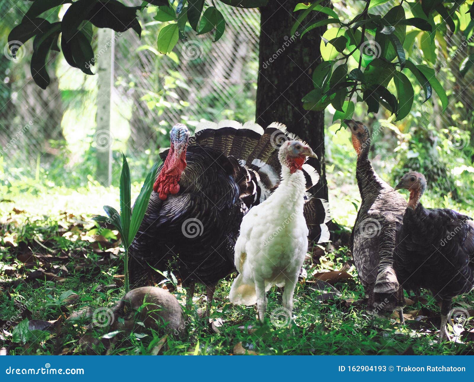 Turkeys in the forest stock image. Image of poultry - 162904193