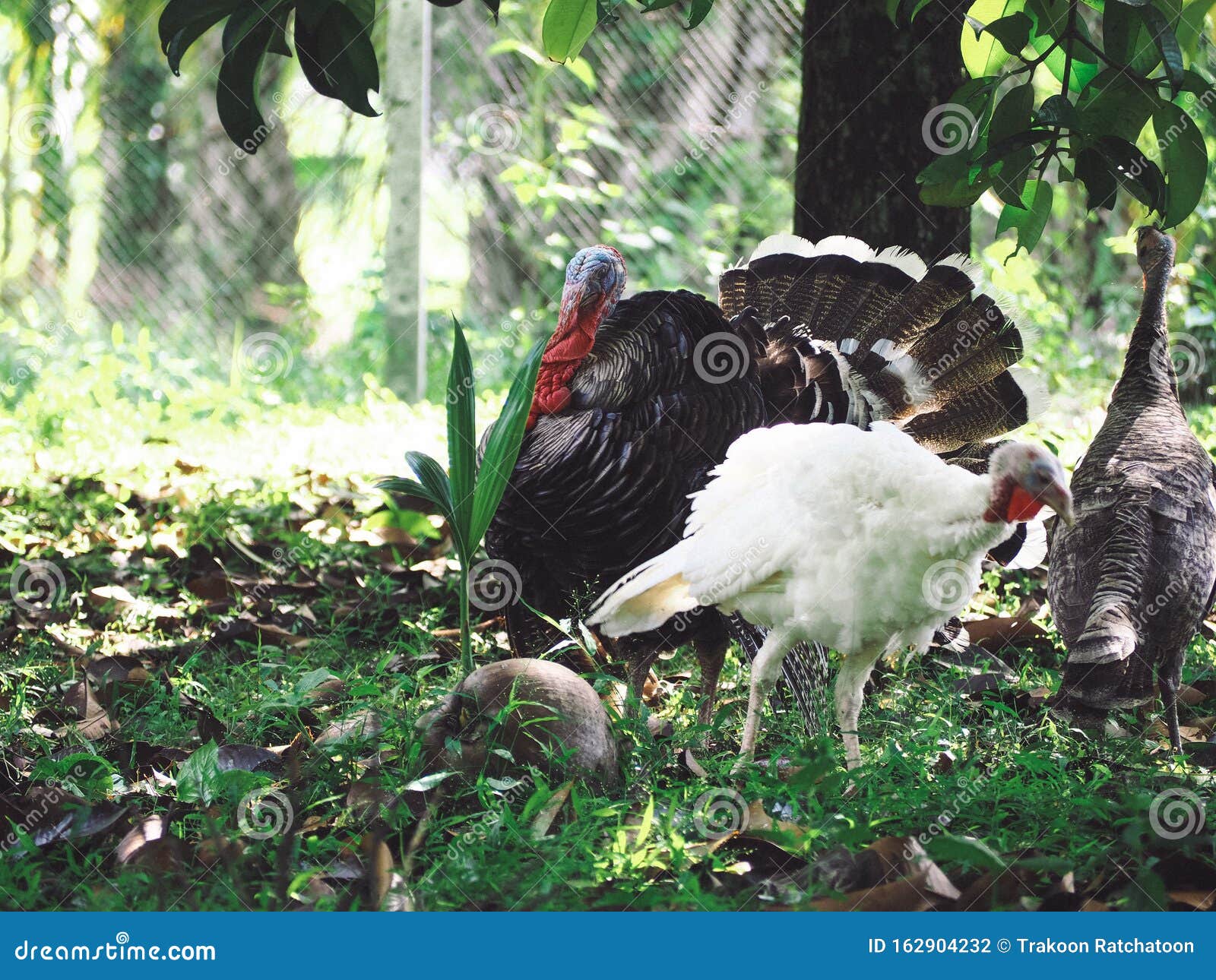 Turkeys in the forest stock photo. Image of turkeys - 162904232