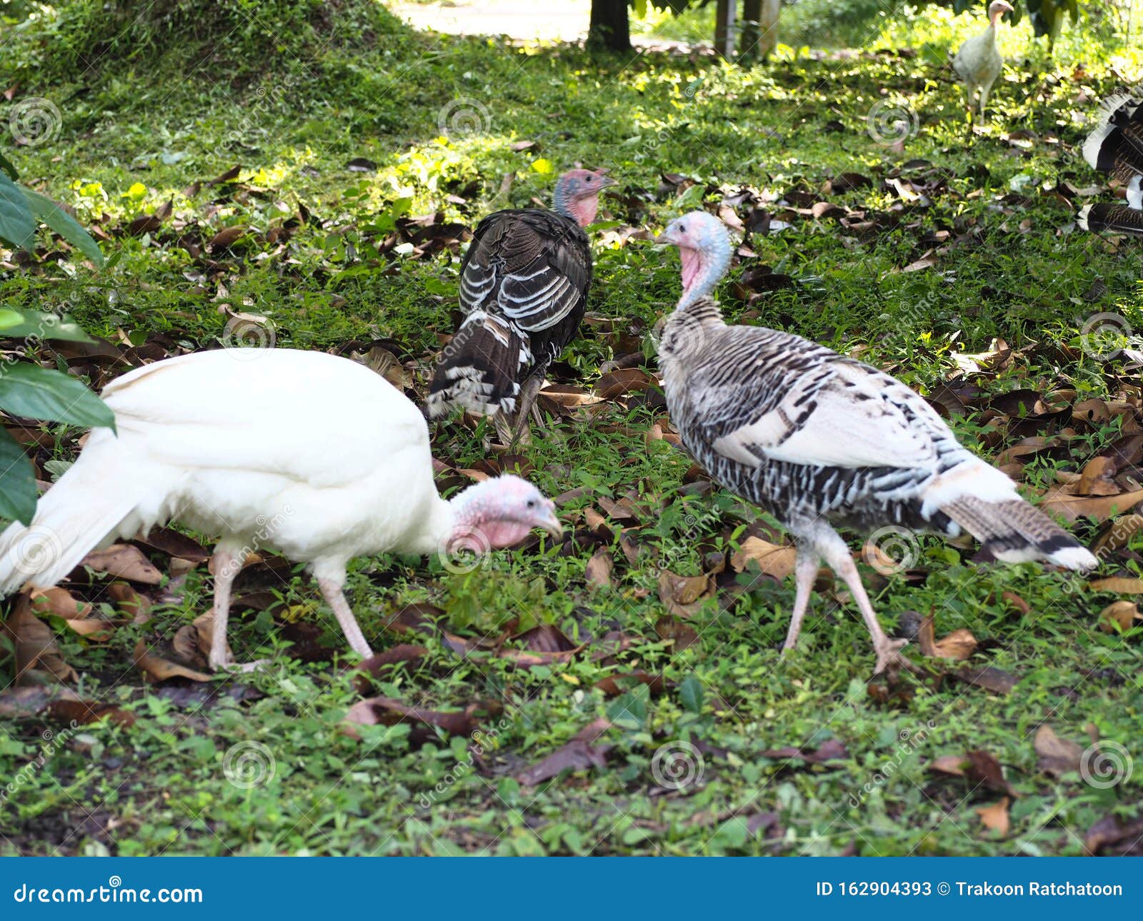 Turkeys in the forest stock image. Image of chicken - 162904393