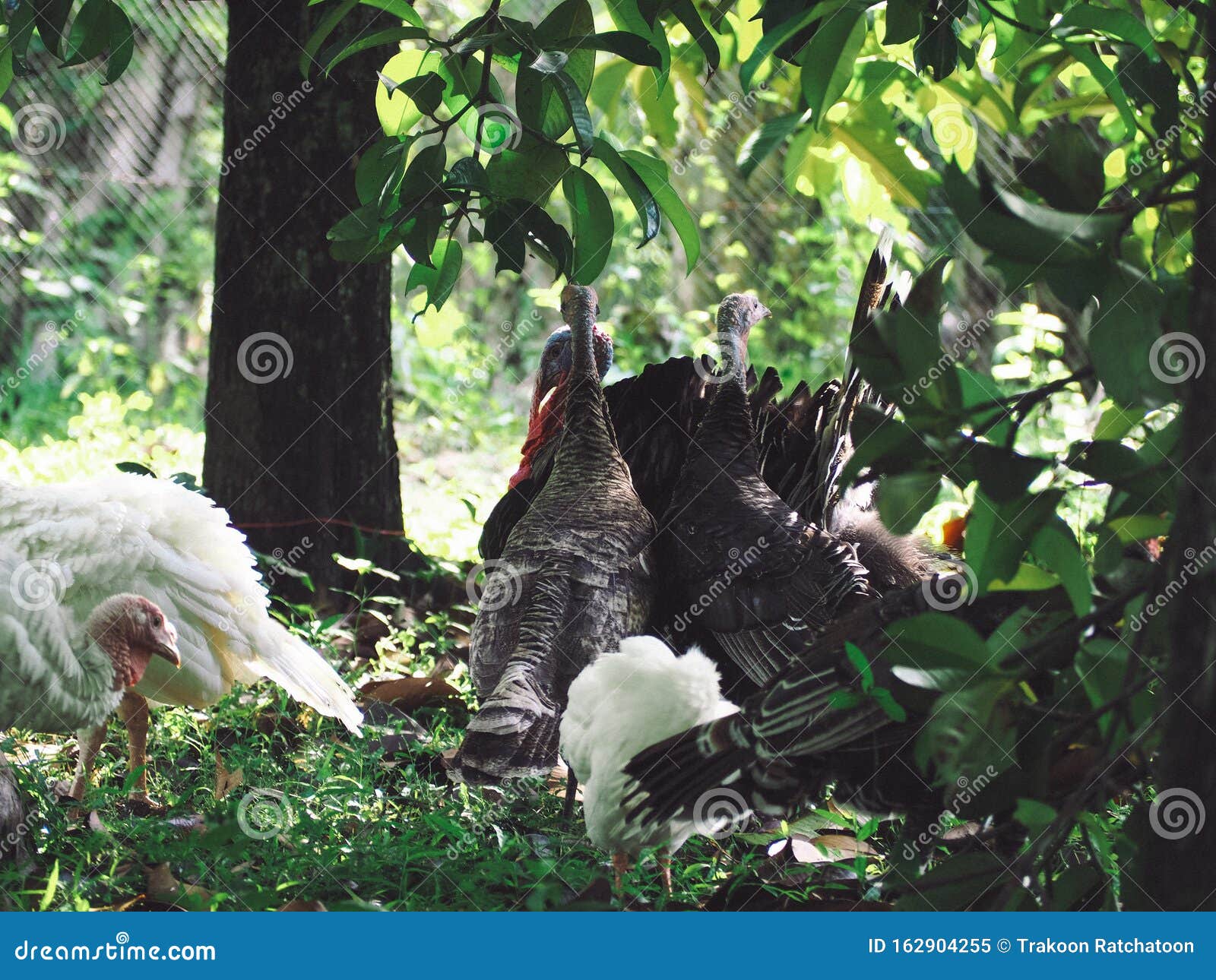 Turkeys in the forest stock image. Image of bird, turkeys - 162904255