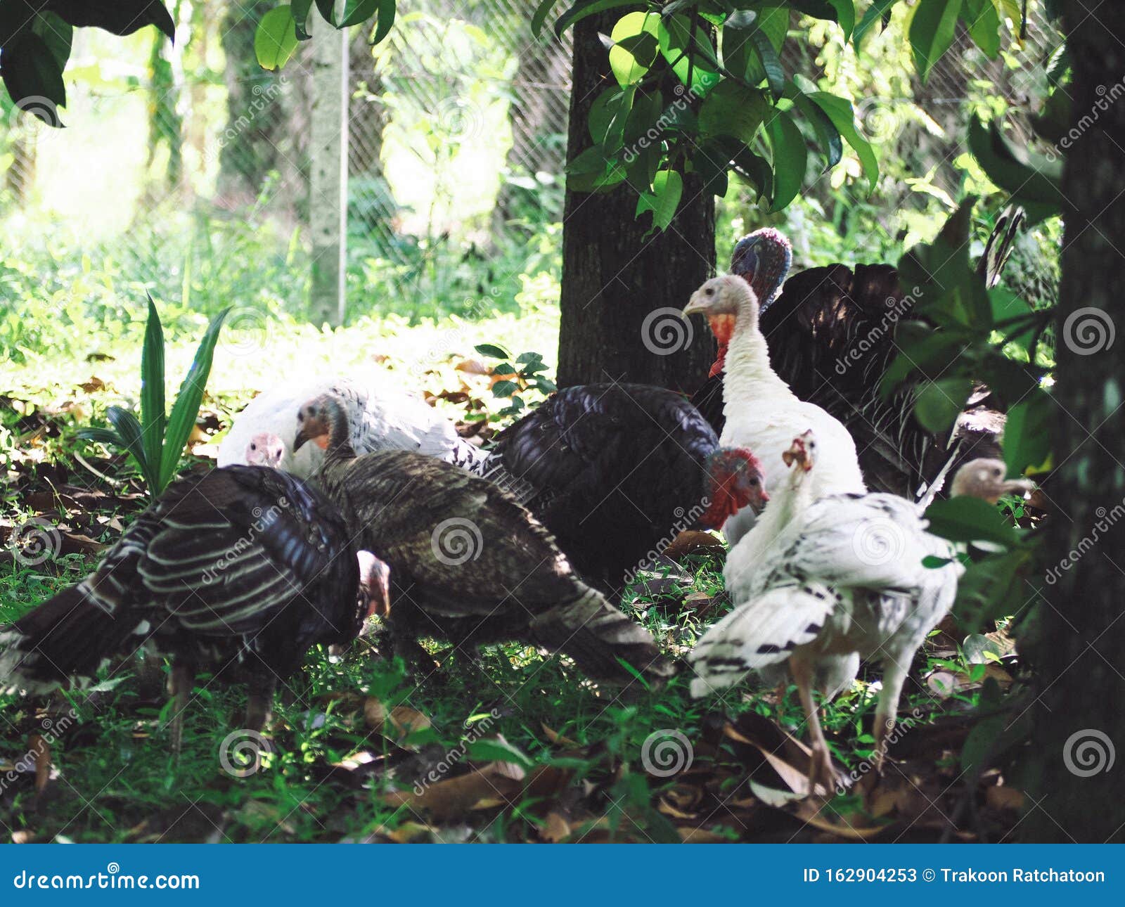 Turkeys in the forest stock image. Image of chicken - 162904253