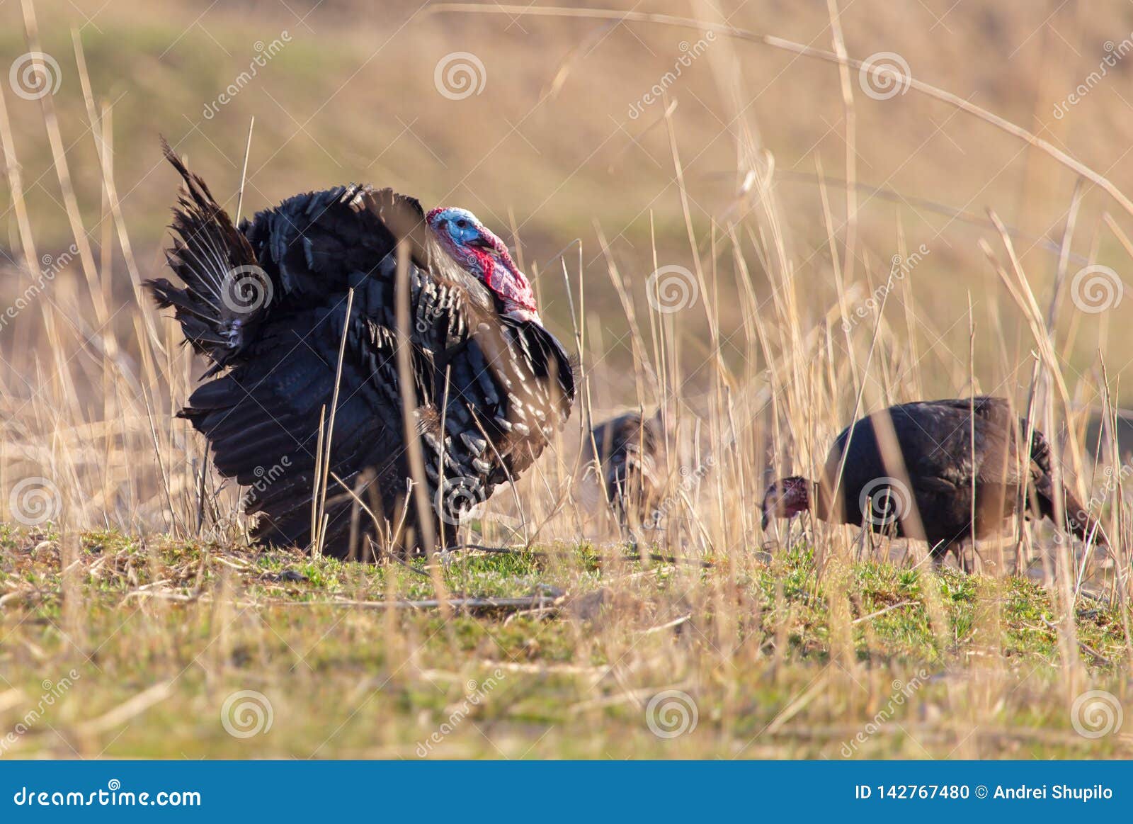 Turkeys Graze in the Meadow in Spring Stock Photo - Image of bird, farm ...
