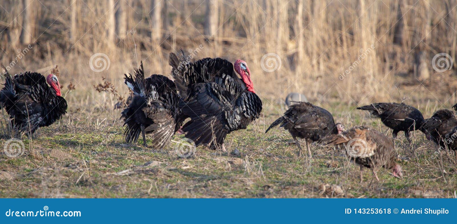 Turkeys Graze in the Meadow in Spring Stock Photo - Image of farming ...