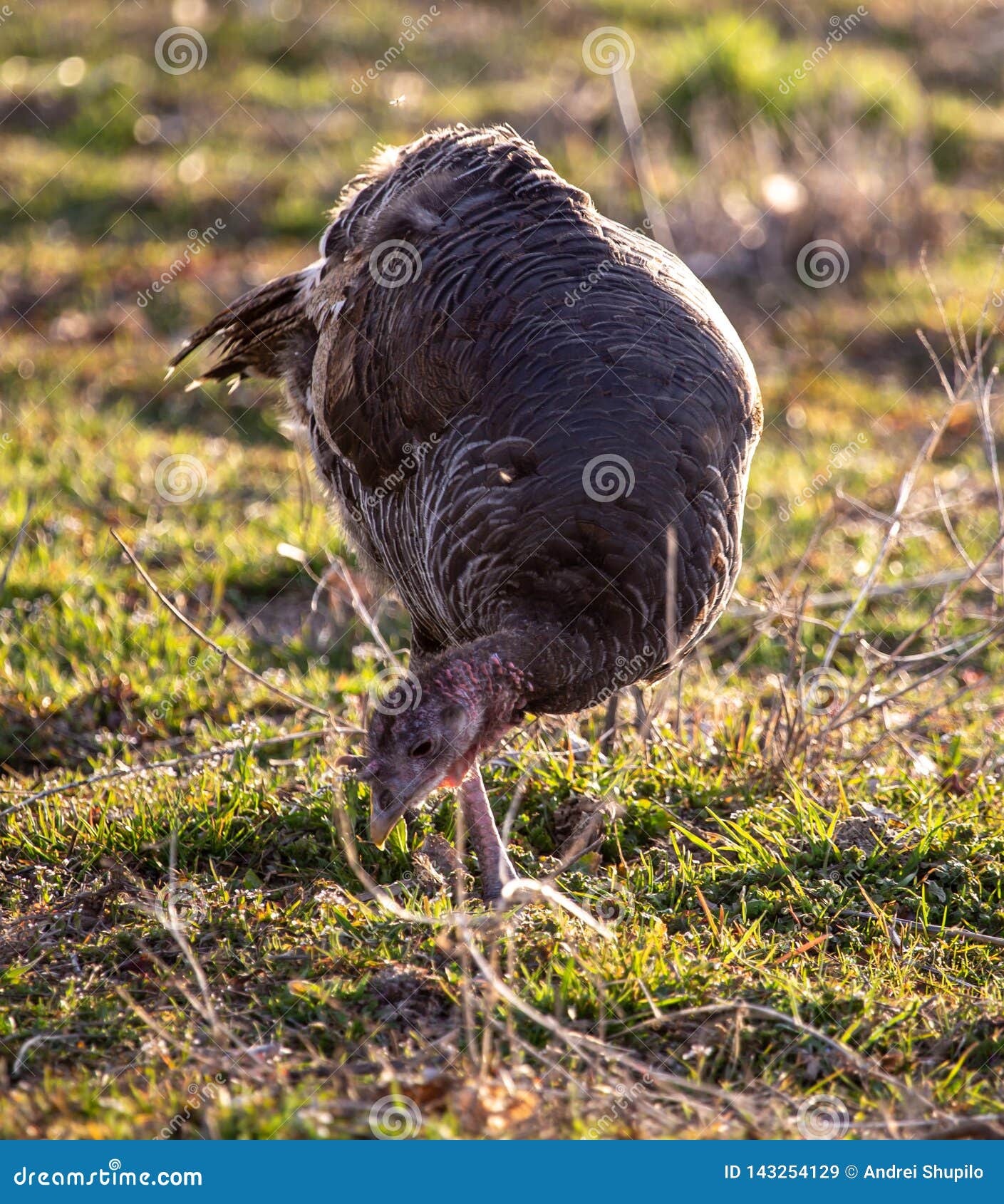 Turkeys Graze in the Meadow in Spring Stock Image - Image of rural ...
