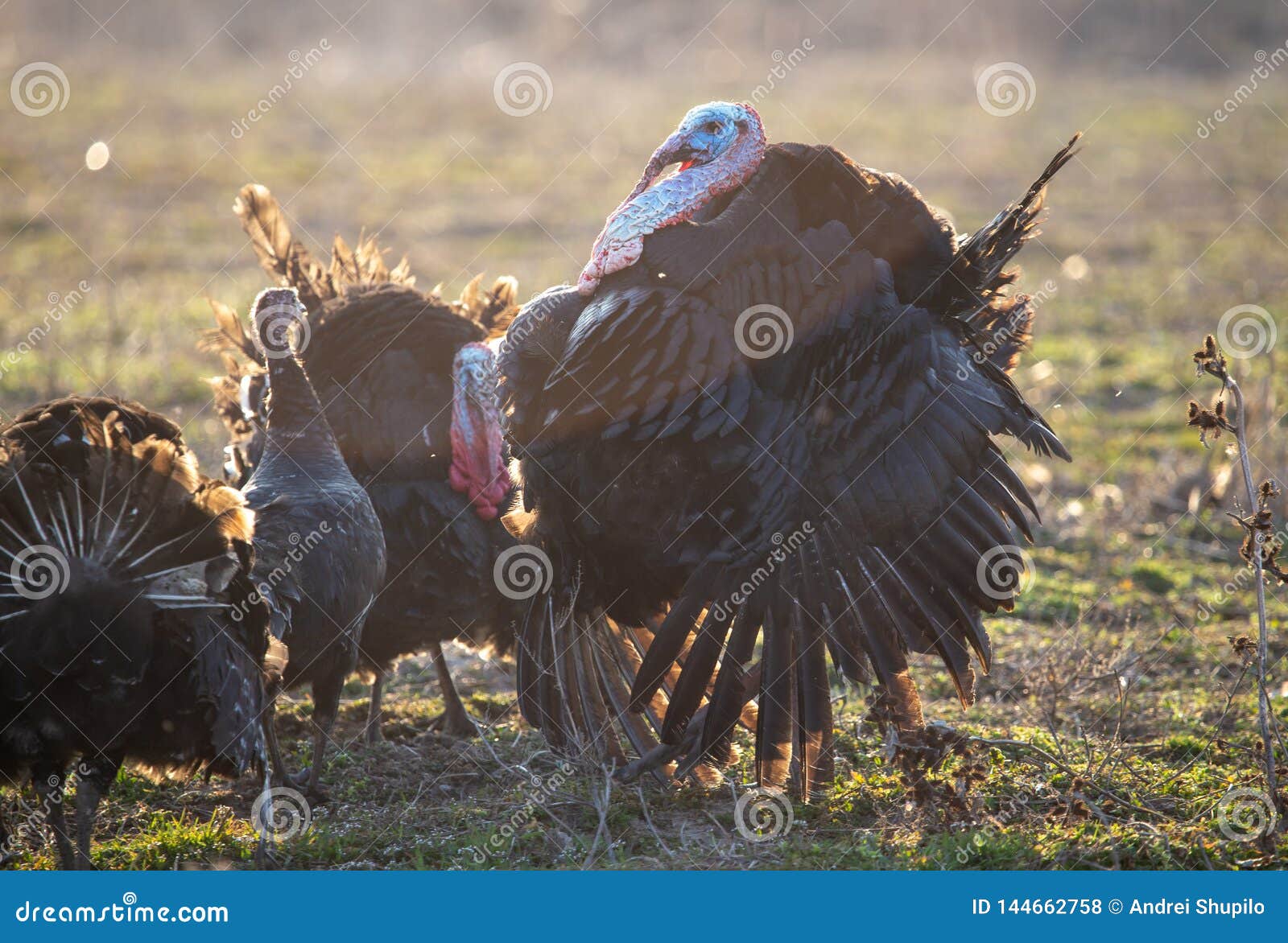Turkeys Graze in the Meadow in Spring Stock Photo - Image of outdoor ...
