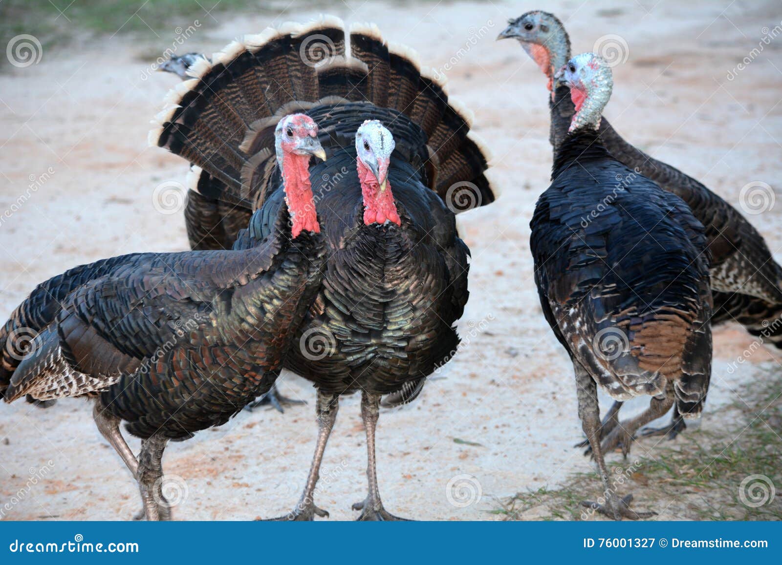 4 turkeys hanging out stock image. Image of uncle, turkeys - 76001327
