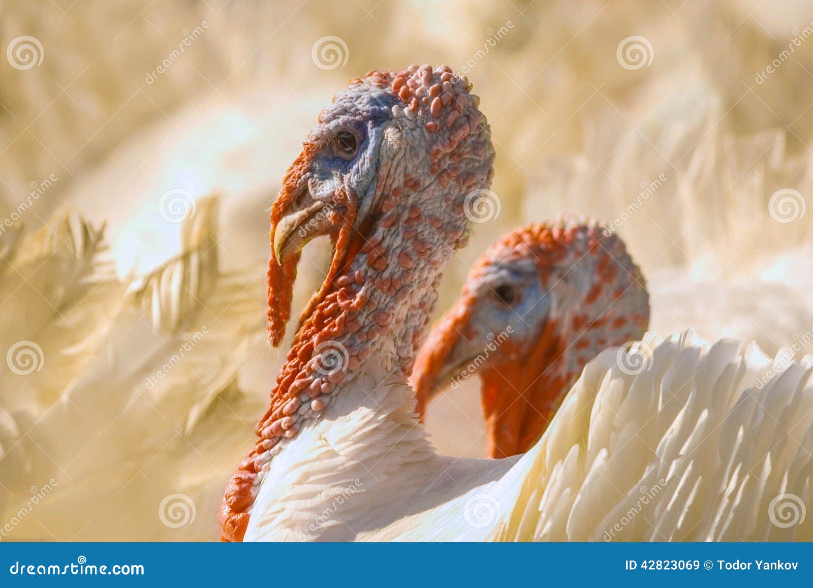 Turkeys stock image. Image of wrinkled, turkey, portrait - 42823069