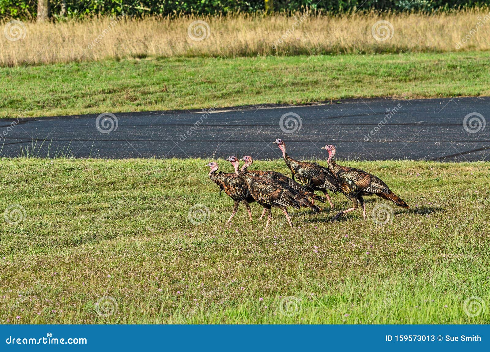 Turkeys Catching Some Sunlight Stock Image - Image of gallopavo, move ...