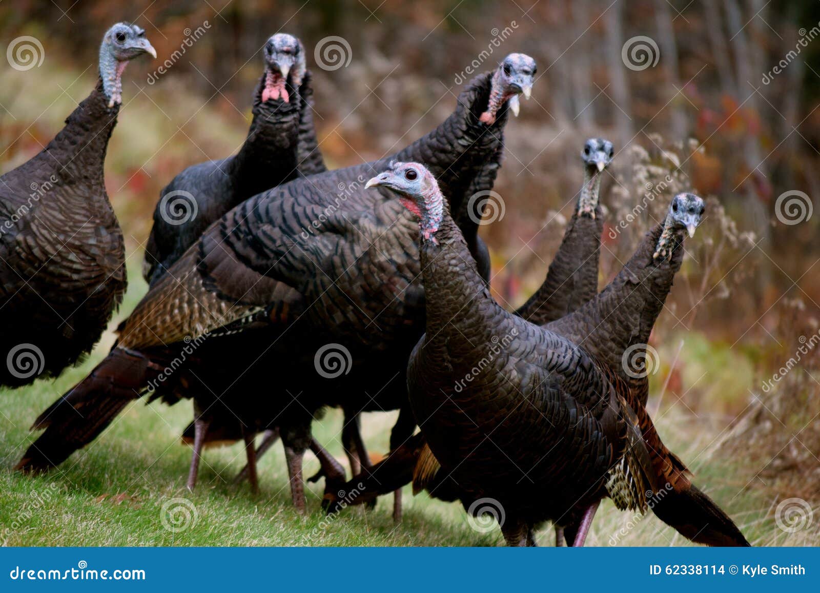 Turkeys on the move stock photo. Image of wildlife, flock - 62338114
