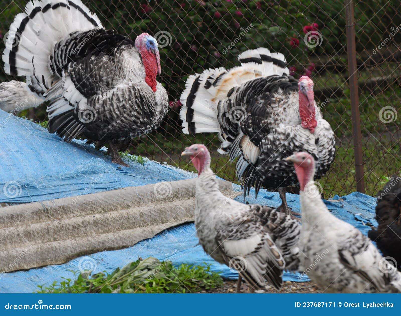 Turkeys in a rural yard stock image. Image of countryside - 237687171