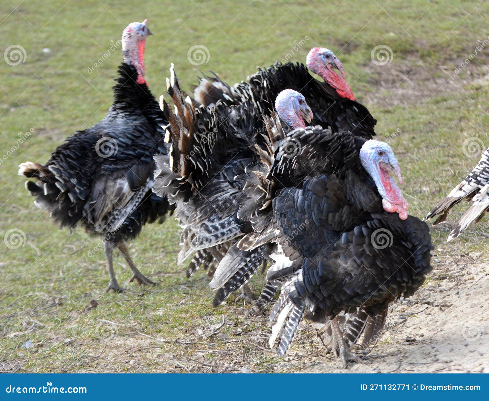 Turkeys in a rural yard stock image. Image of wildlife - 271132771
