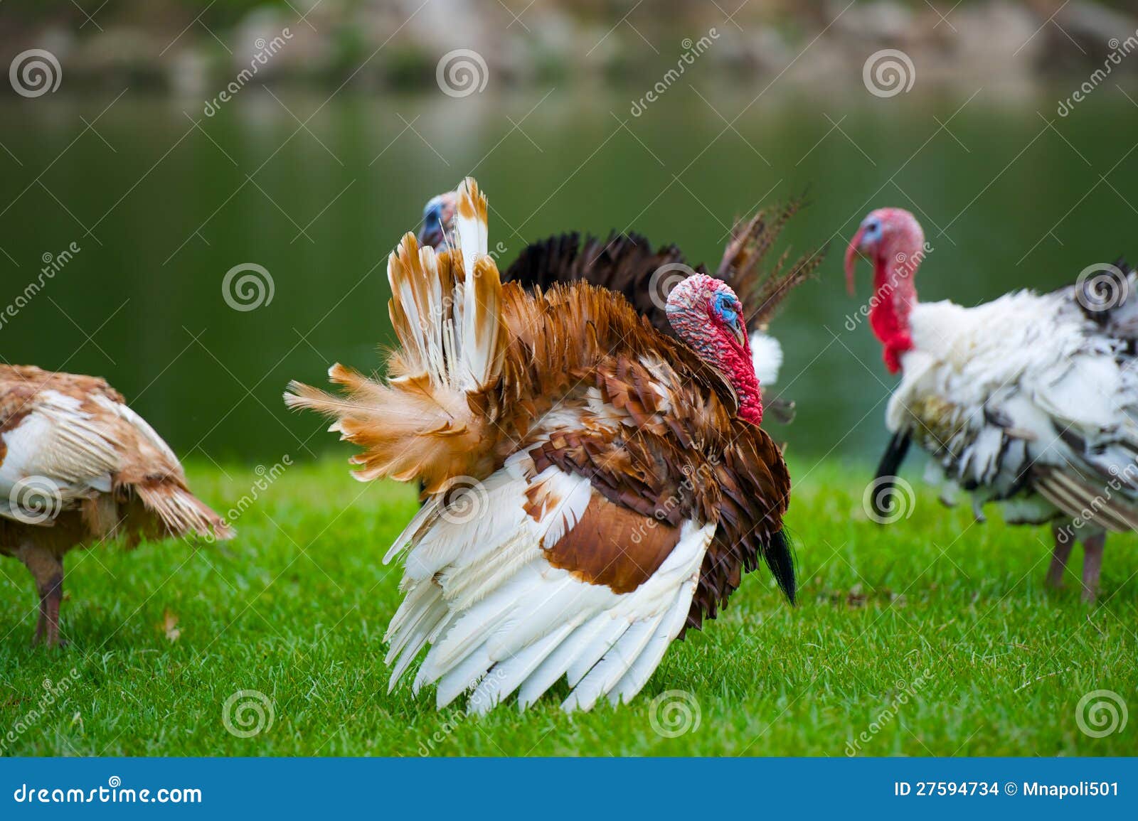 Turkeys Showing Off stock photo. Image of feather, avian - 27594734