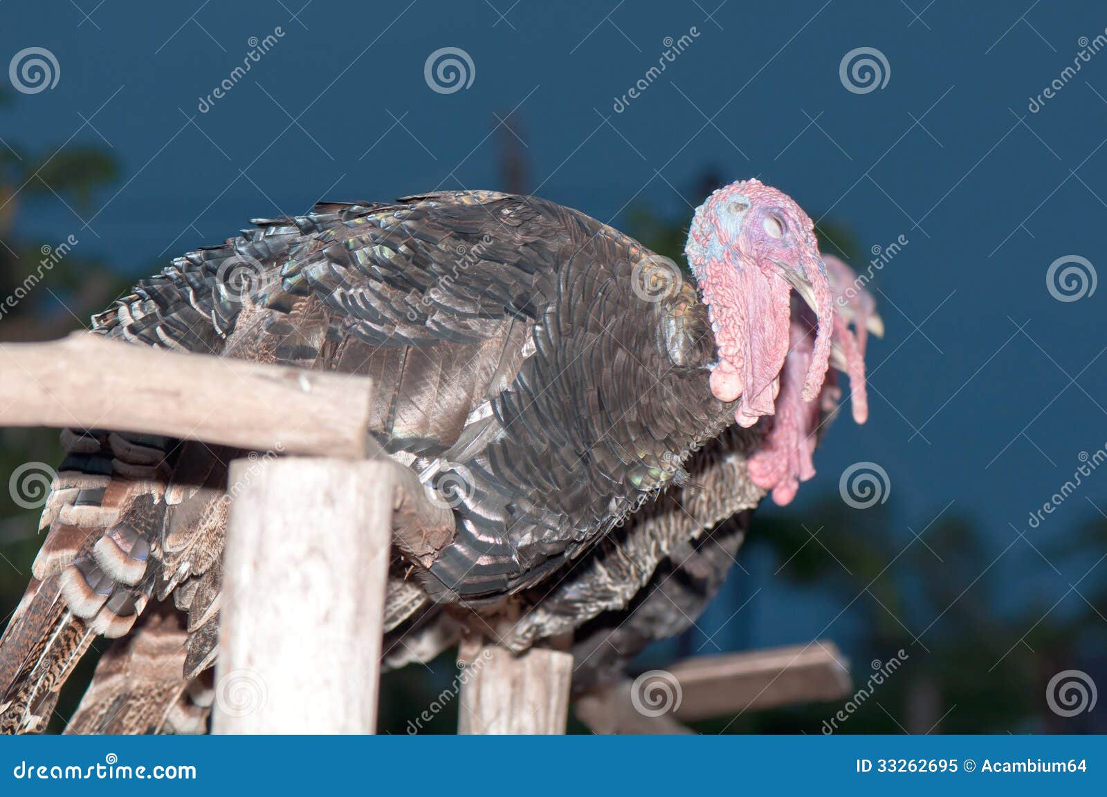 Turkeys Sleeping on Wood Rail Stock Image - Image of holiday, dinner ...