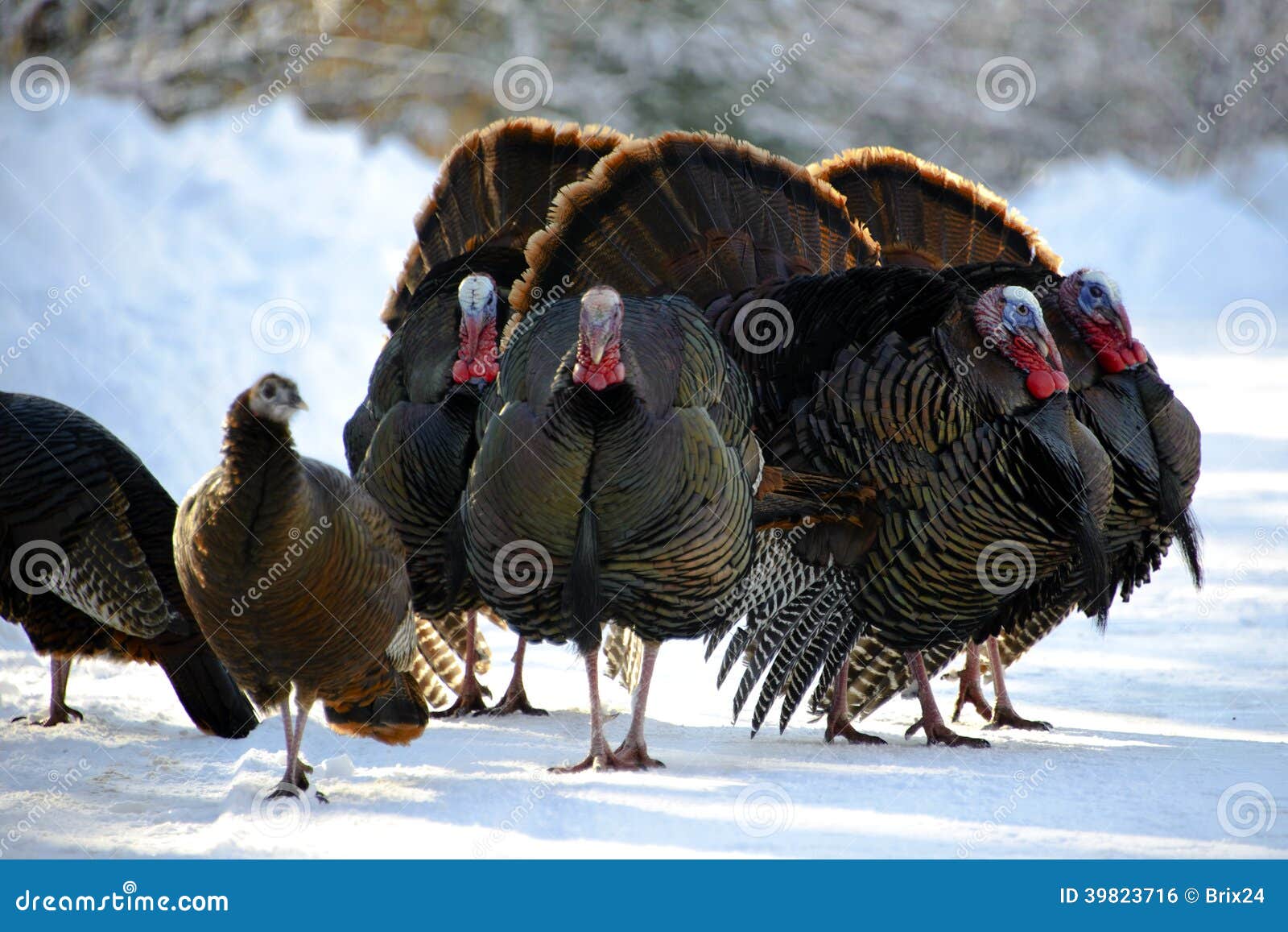 Turkeys in the Snow stock photo. Image of turkey, parade - 39823716
