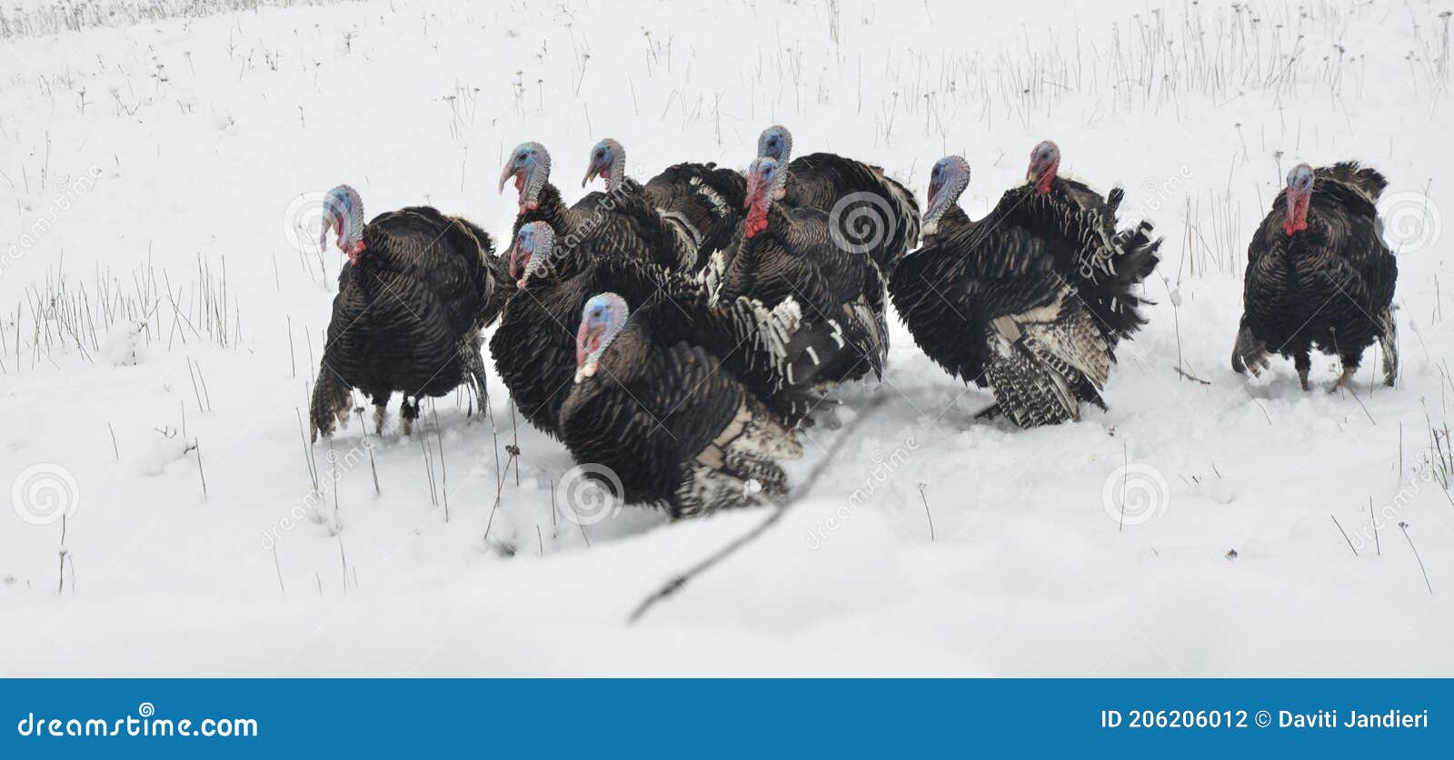 Turkeys in the snow stock photo. Image of animal, waterfowl - 206206012