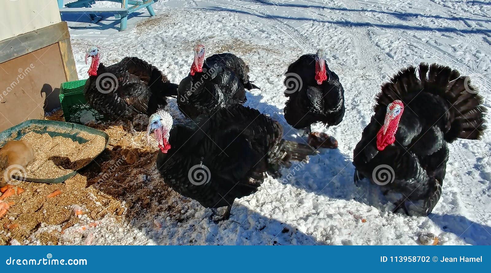 Tom turkeys on the farm stock photo. Image of farm, eating - 113958702