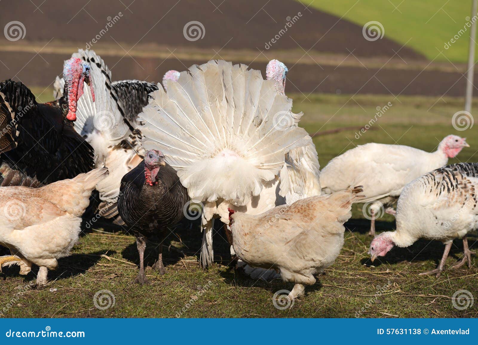 Turkeys Spreading Feathers To Ward Off Potential Aggression Stock Photo ...