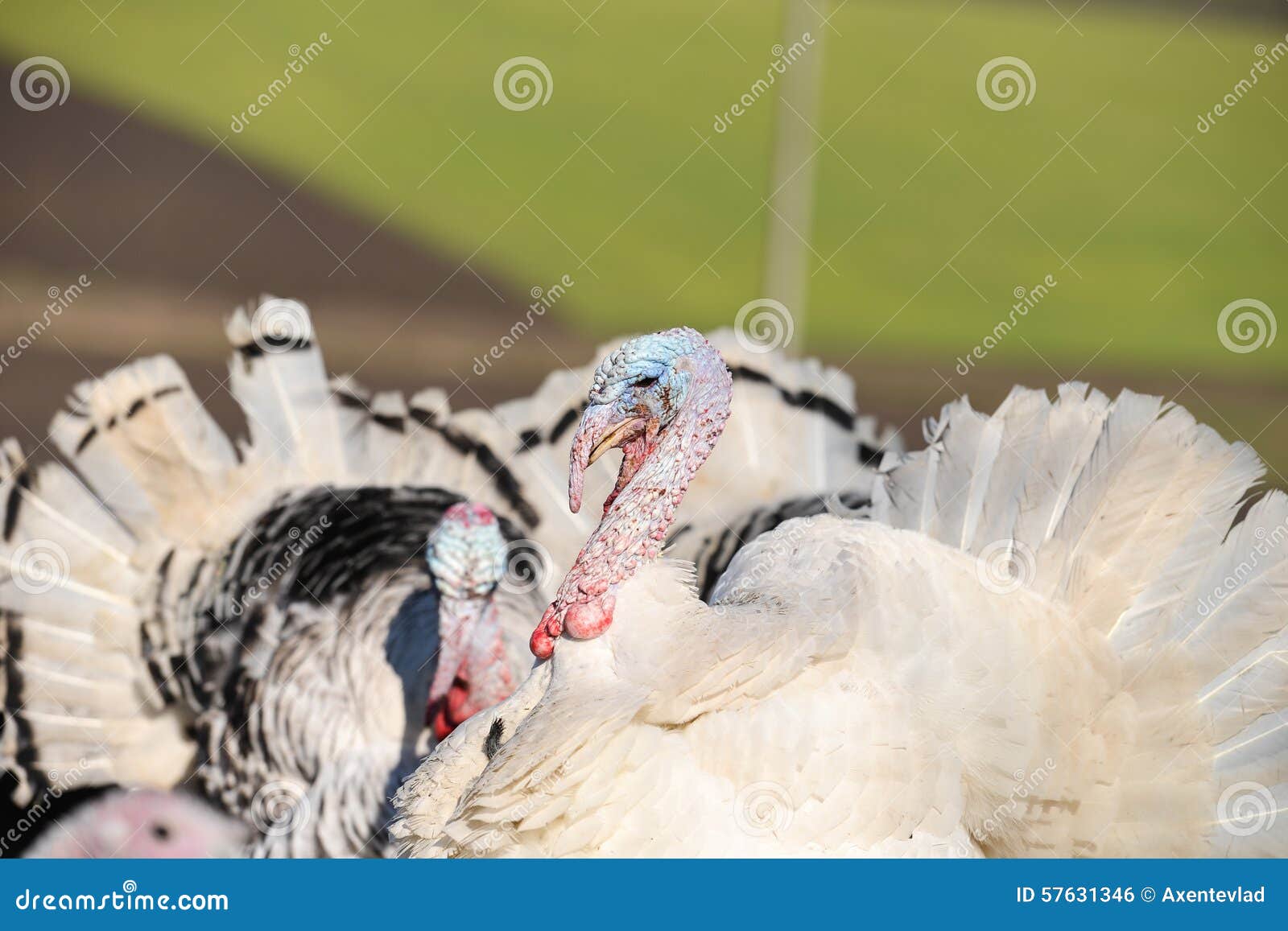 Turkeys Spreading Feathers To Ward Off Potential Aggression, in Stock ...