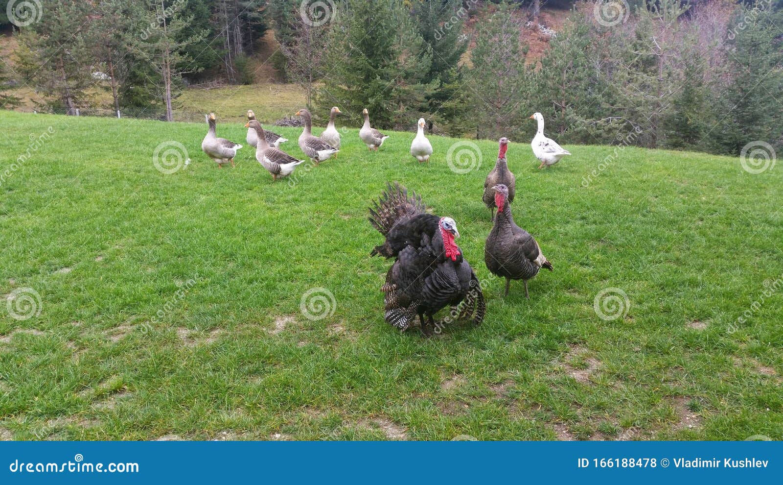 Turkeys on the Spring Fields Stock Photo - Image of fields, turkeys ...