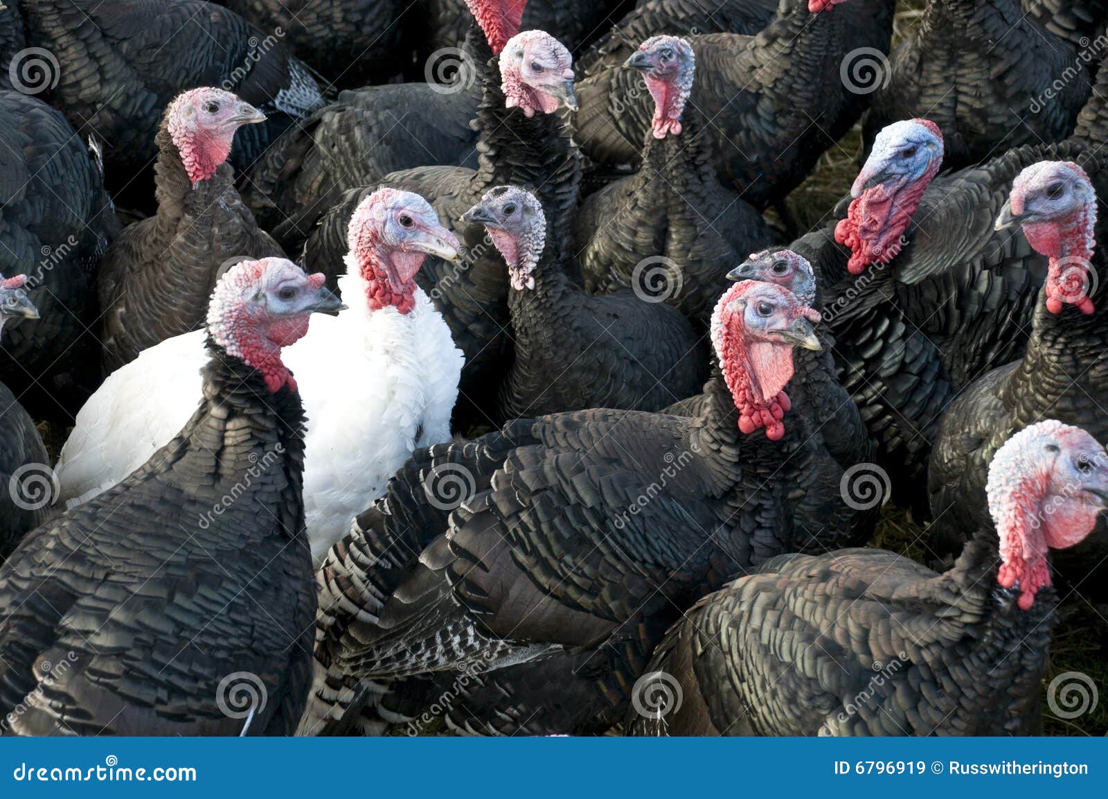 Turkeys Three stock image. Image of turkeys, birds, christmas - 6796919