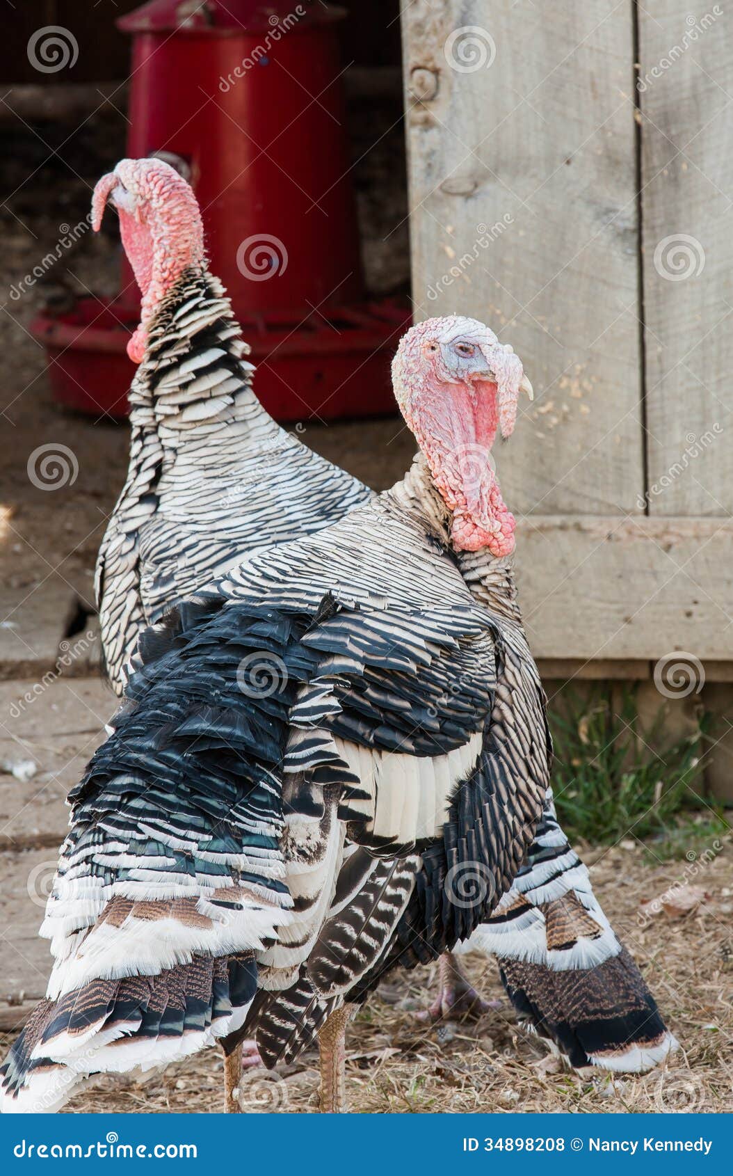 Turkeys stock photo. Image of animal, farm, vertical - 34898208
